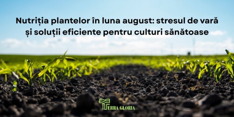 Nutriția plantelor în luna august: stresul de vară și soluții eficiente ...